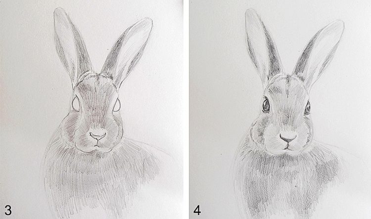 How to Draw a Bunny Face - A Step-by-Step Rabbit Drawing Guide