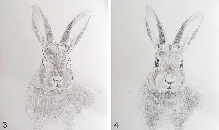 How to Draw a Bunny Face - A Step-by-Step Rabbit Drawing Guide