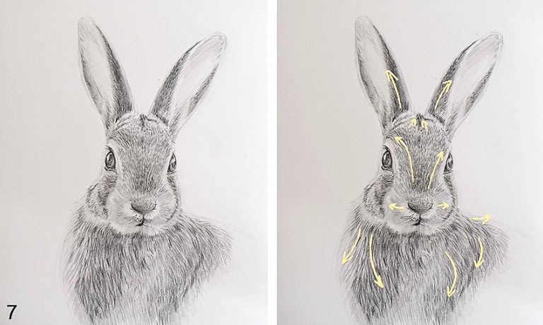 How to Draw a Bunny Face - A Step-by-Step Rabbit Drawing Guide