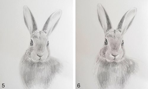 How to Draw a Bunny Face - A Step-by-Step Rabbit Drawing Guide