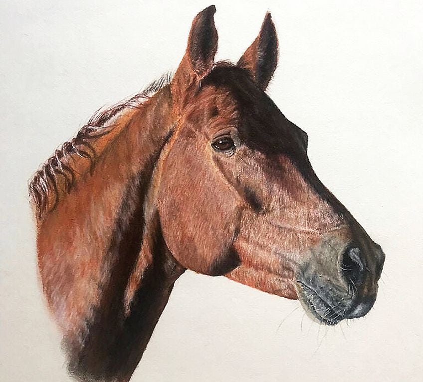 How To Draw A Horse Head 1 Next Draw 2 Upright Pointy Ears At The Top Of The Head Hfqrjicrsb