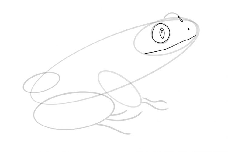 How to Draw a Frog - An Instructional Guide to Easy Frog Drawing