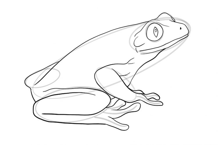 How to Draw a Frog - An Instructional Guide to Easy Frog Drawing