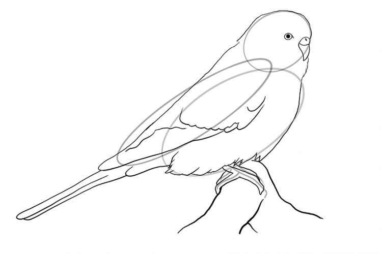 How to Draw a Cute Budgie - Bachmann Seesser