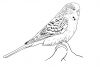 How to Draw a Budgie - The Best Step-by-Step Parakeet Drawing Tutorial