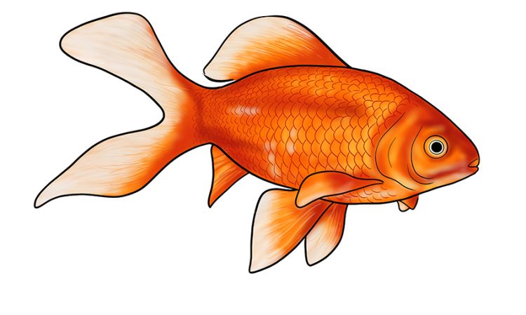 How to Draw a Goldfish - The Best Step-by-Step Goldfish Drawing Tutorial