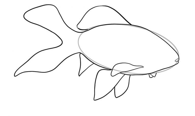 How to Draw a Goldfish - Step-by-Step Pet Fish Sketch