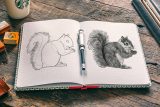 How to Draw a Squirrel - A Step-by-Step Squirrel Drawing Guide