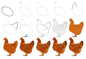 How to Draw a Chicken - Our Fun and Easy Hen Drawing Tutorial