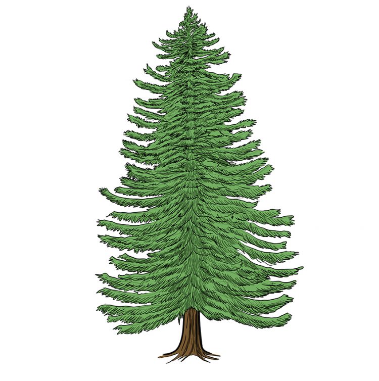 How to Draw a Tree - A Tutorial for Drawing Oak and Conifer Trees