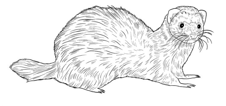 How to Draw a Ferret - A Fun and Easy Ferret Drawing Tutorial