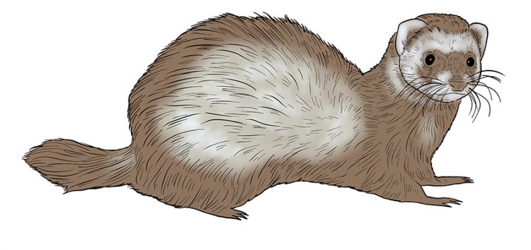 How to Draw a Ferret - A Fun and Easy Ferret Drawing Tutorial