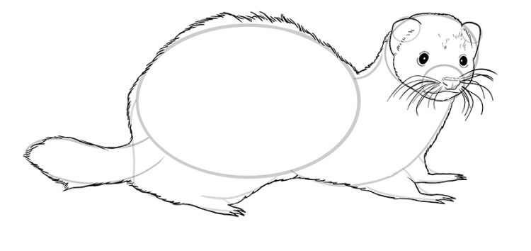 How to Draw a Ferret - A Fun and Easy Ferret Drawing Tutorial