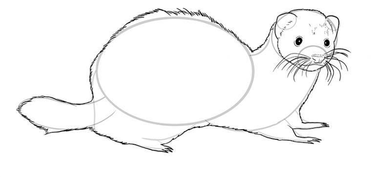 How to Draw a Ferret - A Fun and Easy Ferret Drawing Tutorial