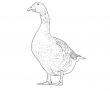 How to Draw a Goose - A Step-by-Step Goose Illustration Tutorial