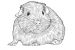 How to Draw a Guinea Pig - Exploring Perspective in a Guinea Pig Sketch