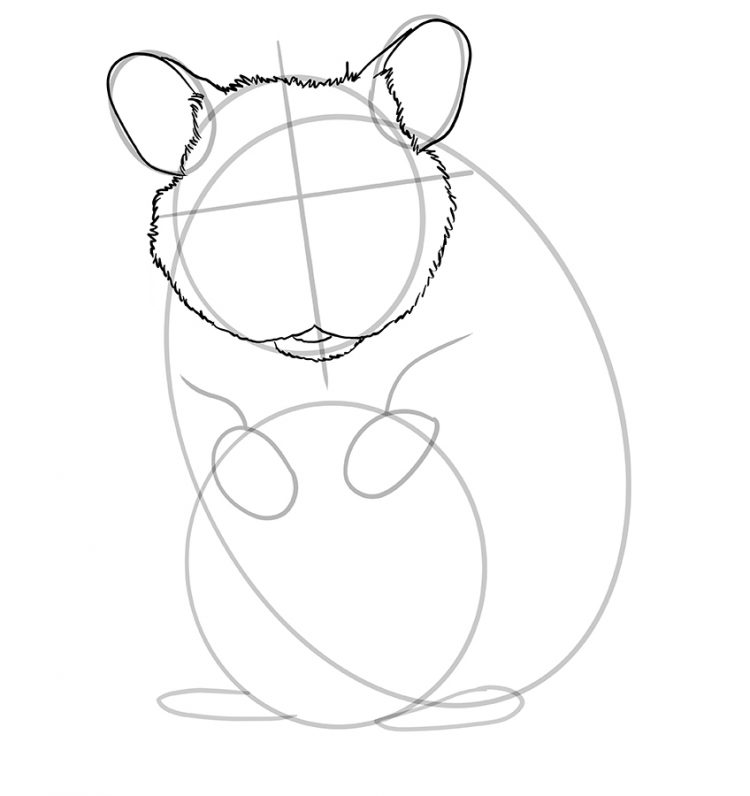 How to Draw a Hamster - An Adorable Hamster Drawing Tutorial