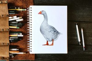 How to Draw a Goose - A Step-by-Step Goose Illustration Tutorial