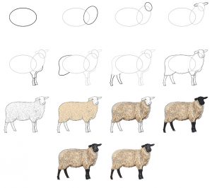 How to Draw a Sheep - The Best Realistic Lamb Drawing Tutorial