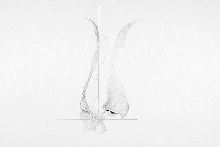 How to Draw a Sideways Nose - Bundy Hemed1998