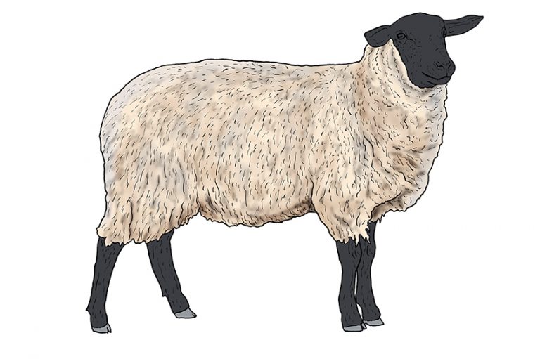How to Draw a Sheep - The Best Realistic Lamb Drawing Tutorial