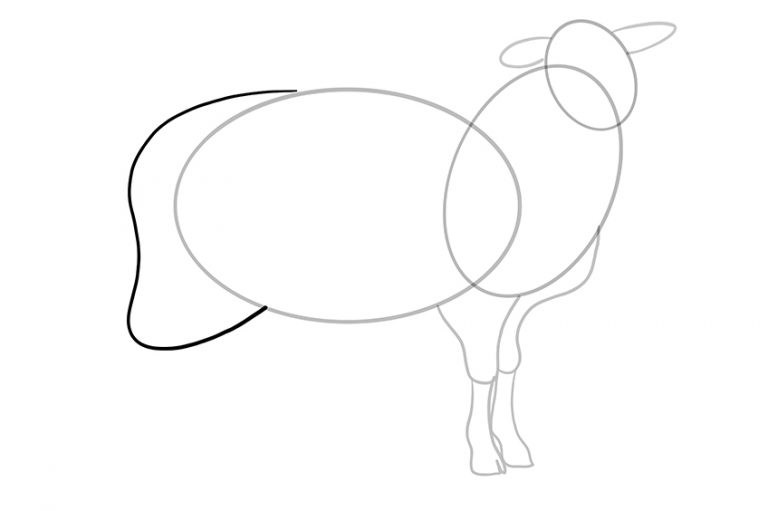 How to Draw a Sheep - The Best Realistic Lamb Drawing Tutorial