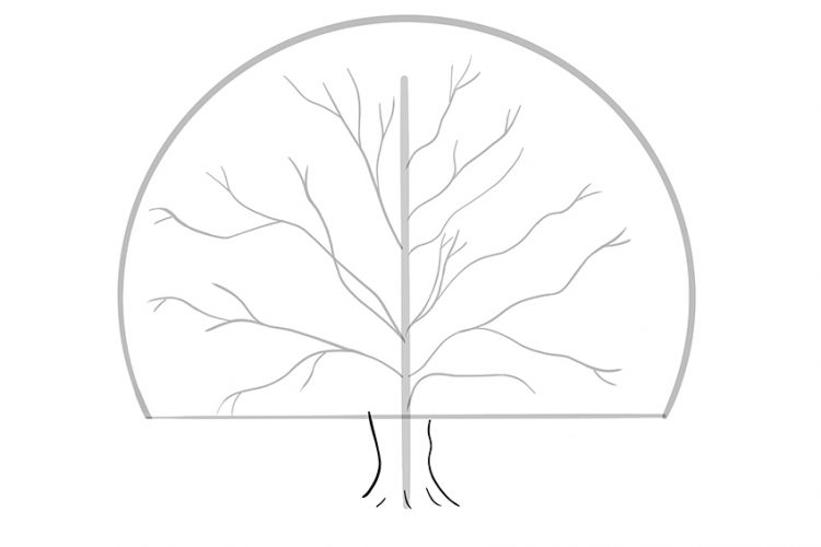 How to Draw a Tree - A Tutorial for Drawing Oak and Conifer Trees