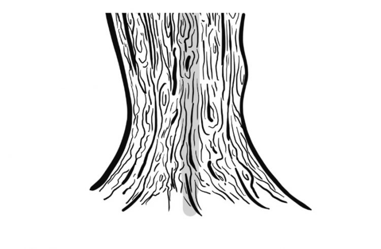 How to Draw a Tree - A Tutorial for Drawing Oak and Conifer Trees