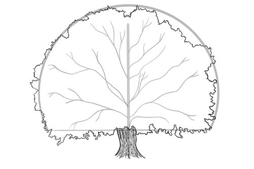 How to Draw a Tree - A Tutorial for Drawing Oak and Conifer Trees