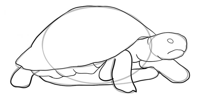 How to Draw a Turtle - Making Turtle Drawing Easy for Beginners