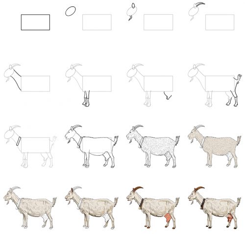 How to Draw a Goat - Learning the Ins and Outs of Goat Drawing with us