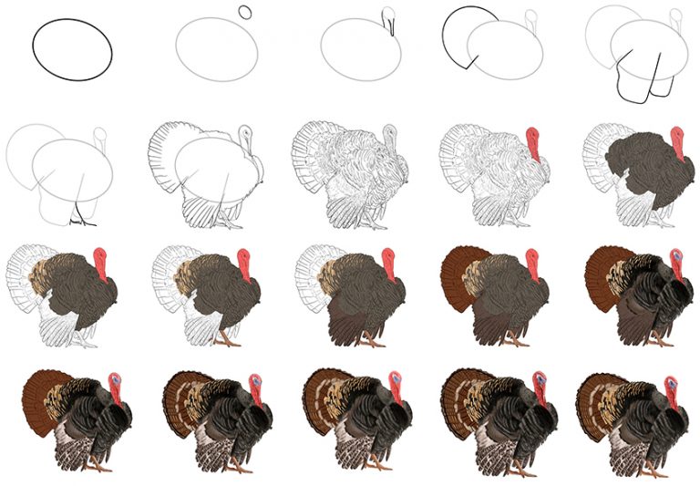 How to Draw a Turkey - Our Fun and Easy Turkey Drawing Tutorial