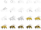 How to Draw a Bee - A Step-by-Step Tutorial to Make Bee Drawing Easy