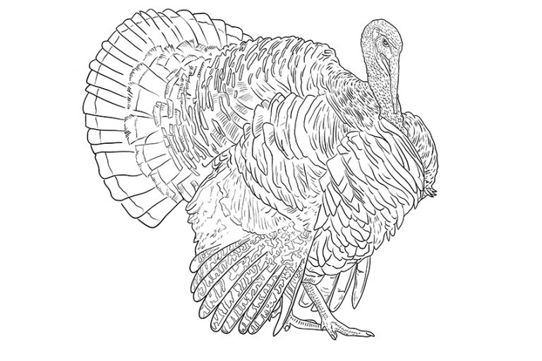 How to Draw a Turkey - Our Fun and Easy Turkey Drawing Tutorial