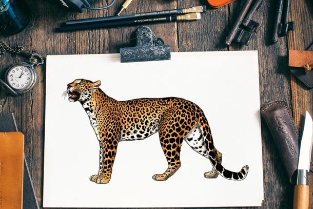 How to Draw a Leopard Step by Step Easy - Bennett Hises1947