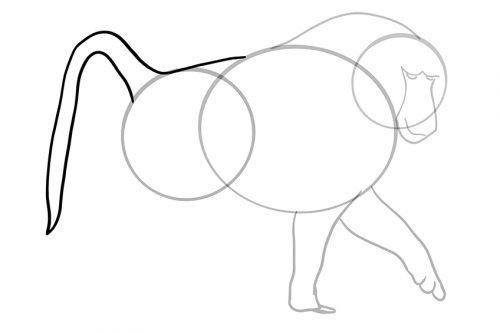 How to Draw a Baboon - Step-by-Step Realistic Baboon Drawing Tutorial