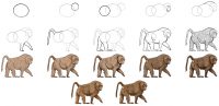 How to Draw a Baboon - Step-by-Step Realistic Baboon Drawing Tutorial