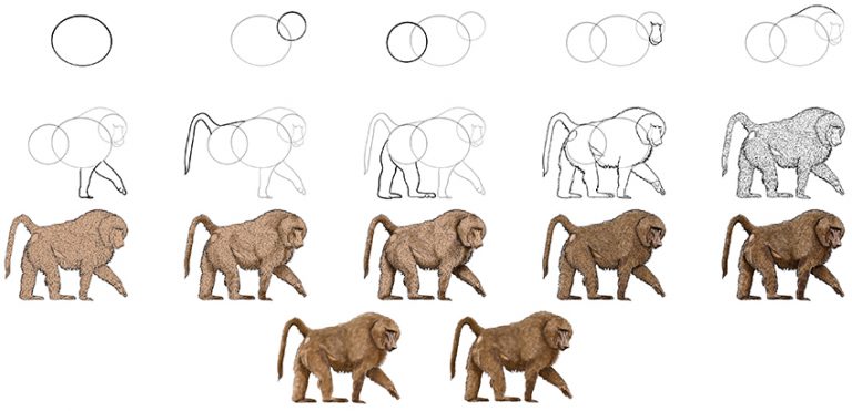 How to Draw a Baboon - Step-by-Step Realistic Baboon Drawing Tutorial