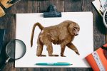 How to Draw a Baboon - Step-by-Step Realistic Baboon Drawing Tutorial