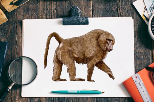 How to Draw a Baboon - Step-by-Step Realistic Baboon Drawing Tutorial