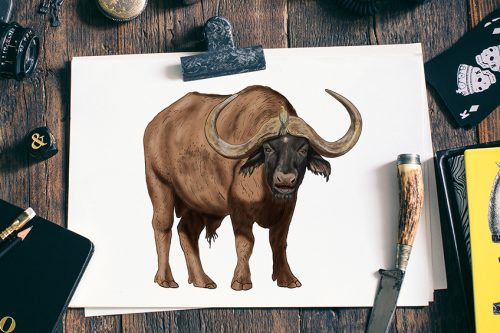How to Draw a Water Buffalo - The Best Water Buffalo Sketch Tutorial