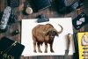 How to Draw a Water Buffalo - The Best Water Buffalo Sketch Tutorial