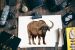 How to Draw a Water Buffalo - The Best Water Buffalo Sketch Tutorial