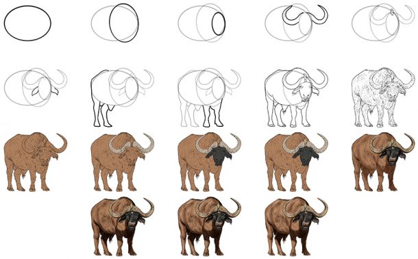 How to Draw a Water Buffalo - The Best Water Buffalo Sketch Tutorial