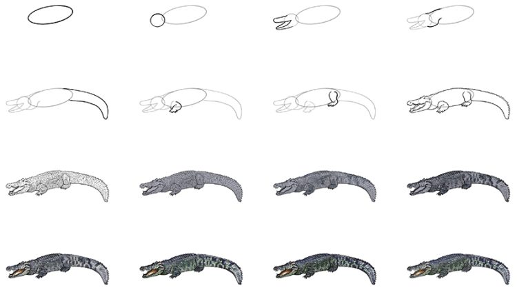 How to Draw a Crocodile - A Fun and Easy Crocodile Drawing Tutorial