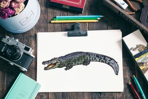 How to Draw a Crocodile - A Fun and Easy Crocodile Drawing Tutorial