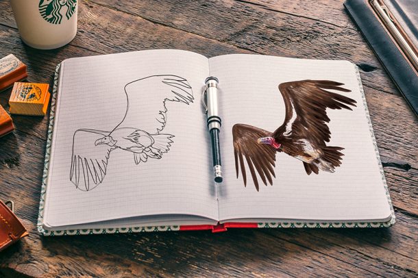 How to Draw a Vulture - An Easy Step-by-Step Vulture Drawing Tutorial