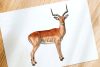 How to Draw an Impala - The Best Step-by-Step Impala Drawing Tutorial