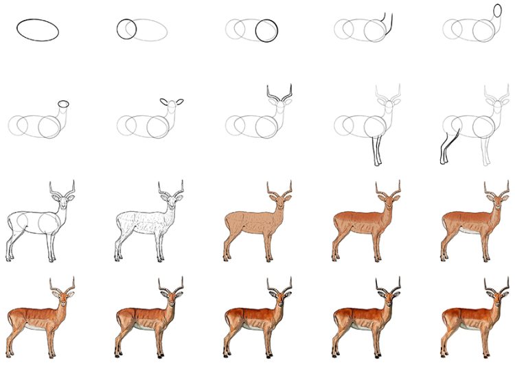 How to Draw an Impala - The Best Step-by-Step Impala Drawing Tutorial