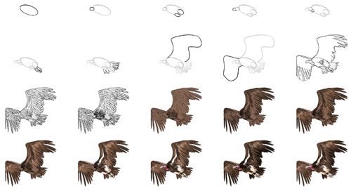 How to Draw a Vulture - An Easy Step-by-Step Vulture Drawing Tutorial